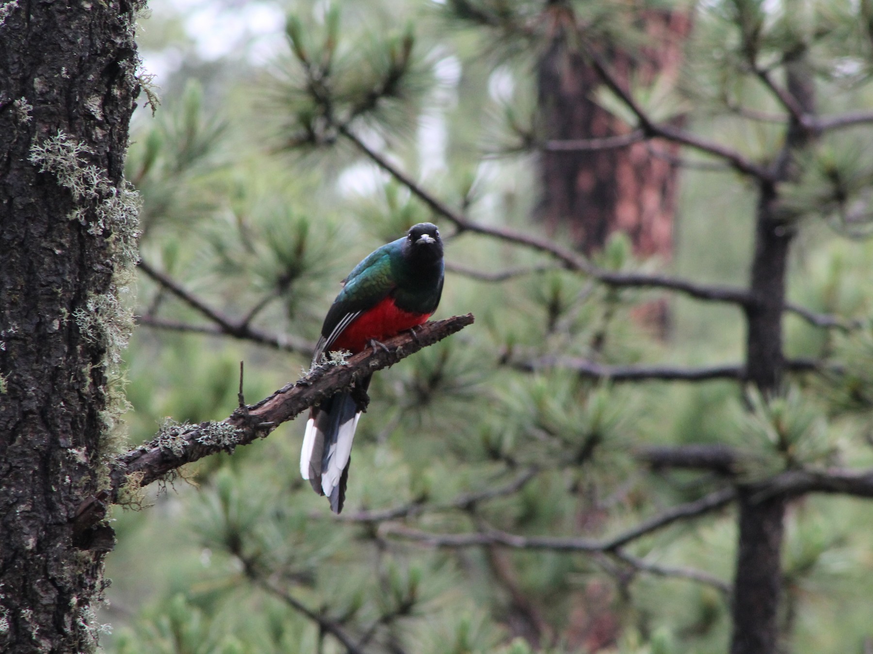 Eared Quetzal - eBird