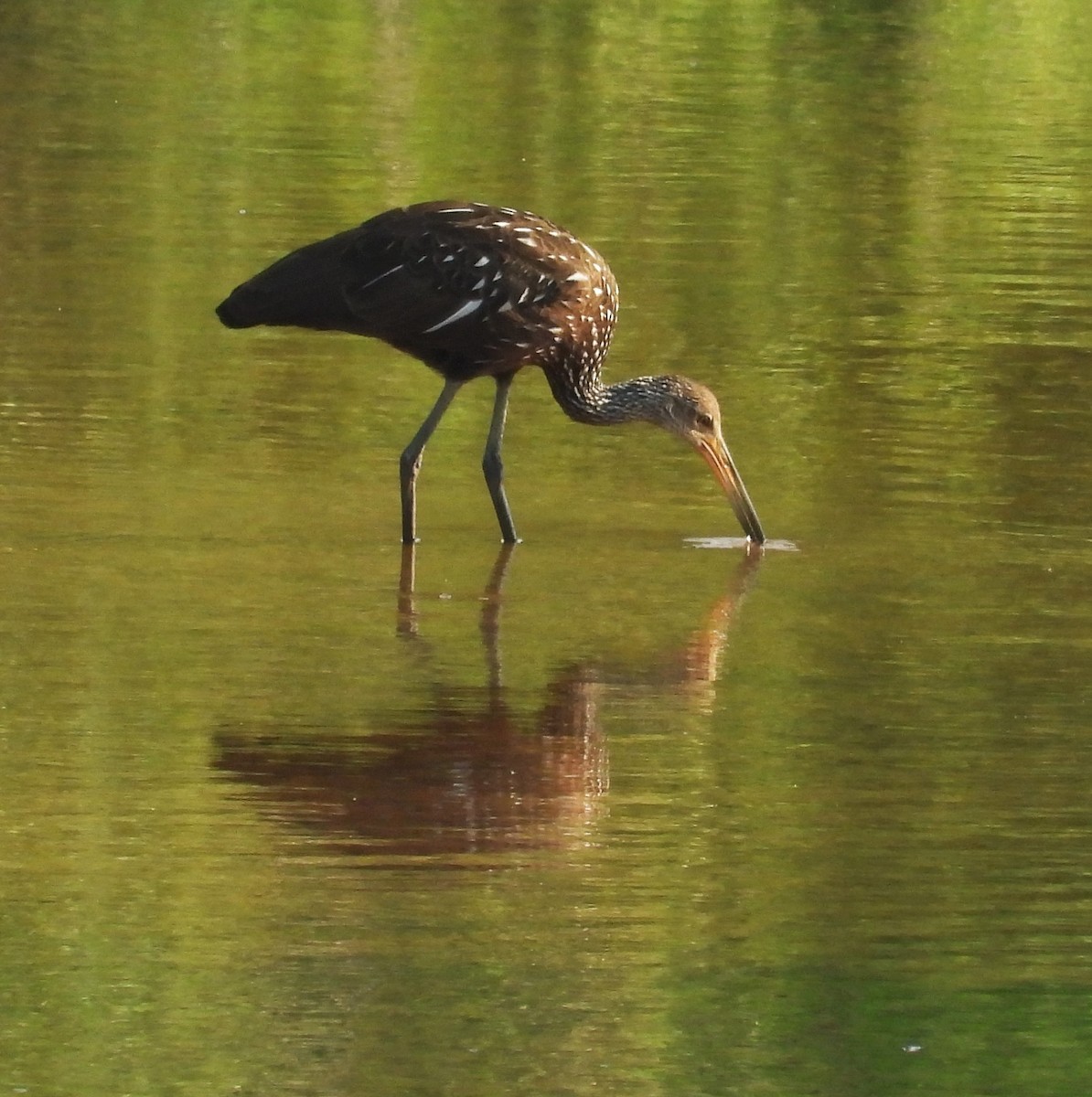 eBird Checklist - 24 Aug 2023 - municipal park mobile al - 5 species