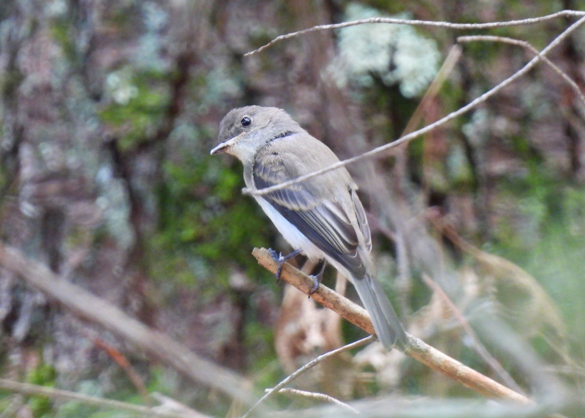 Mass Audubon eBird Checklist - 24 Aug 2023 - Moose Hill Wildlife ... Mass Audubon eBird Checklist - 24 Aug 2023 - Moose Hill Wildlife ...