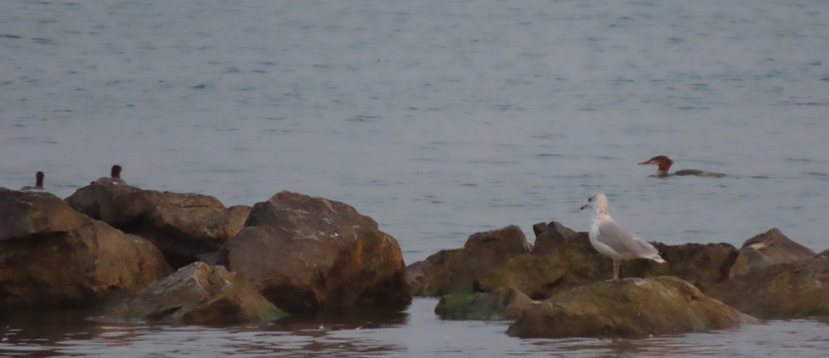 eBird Checklist - 26 Jul 2023 - Presque Isle SP--Beach 10 - 29 species