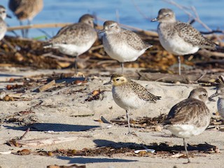 Pacific Golden-Plover - eBird