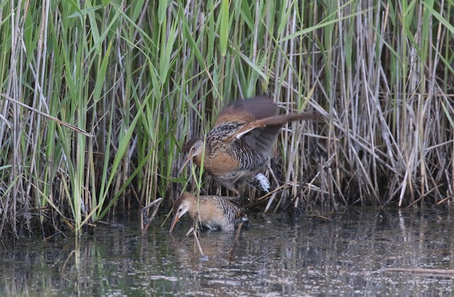 Behavior - King Rail - Rallus elegans - Birds of the World