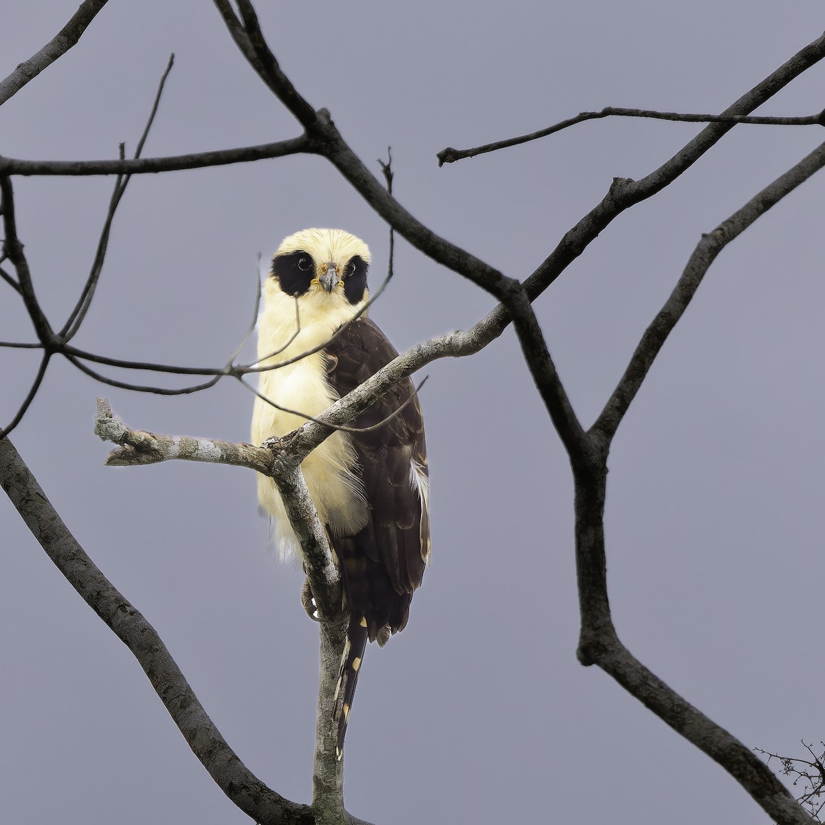 eBird Checklist - 13 Jul 2023 - Finca Ecológica Garza del Sol - 1 species