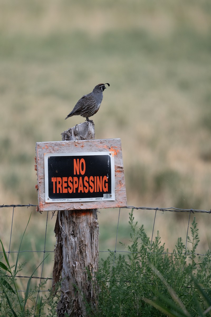 eBird Checklist - 24 Aug 2023 - Skipper Bay Trail - 33 species (+1 ...