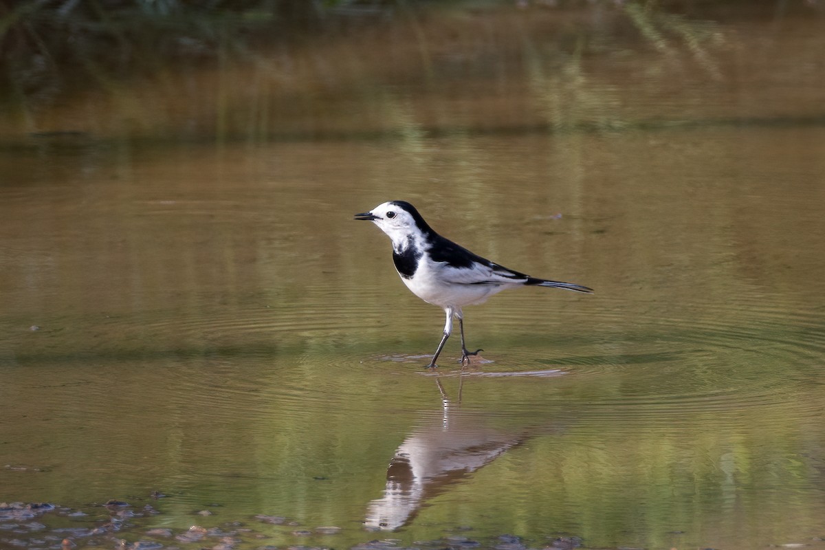 eBird Checklist - 25 Aug 2023 - Ulu Pandan Park Connector at Clementi ...