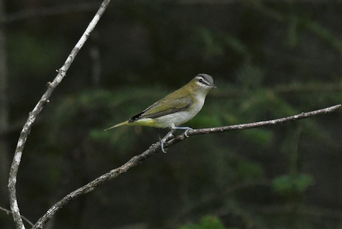 eBird Checklist - 23 Aug 2023 - Lake Chippewa - 19 species