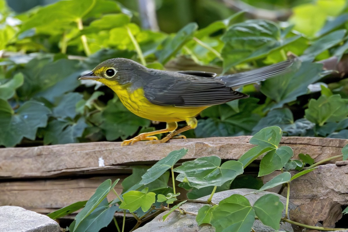 eBird Checklist - 25 Aug 2023 - Swanson Yard - 16 species
