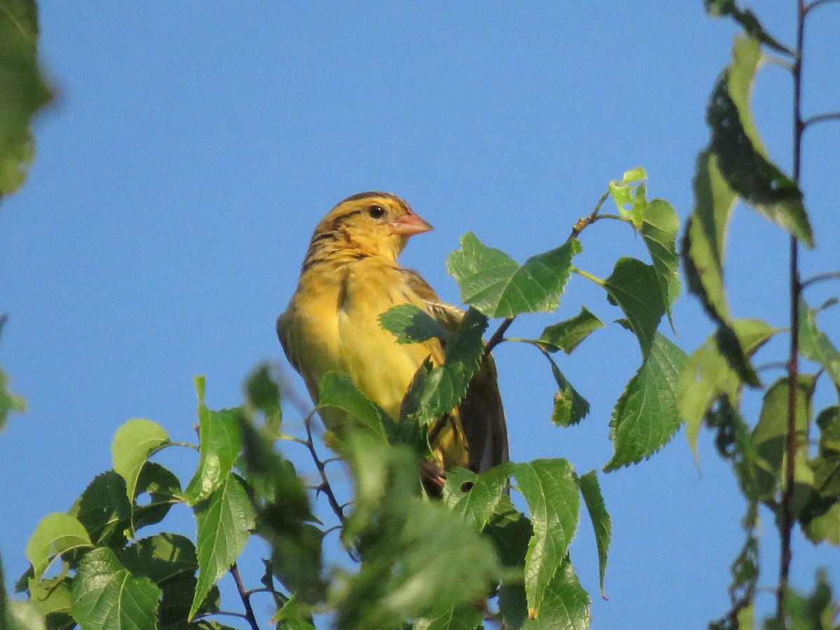 eBird Checklist - 25 Aug 2023 - Conestee Nature Preserve - 24 species