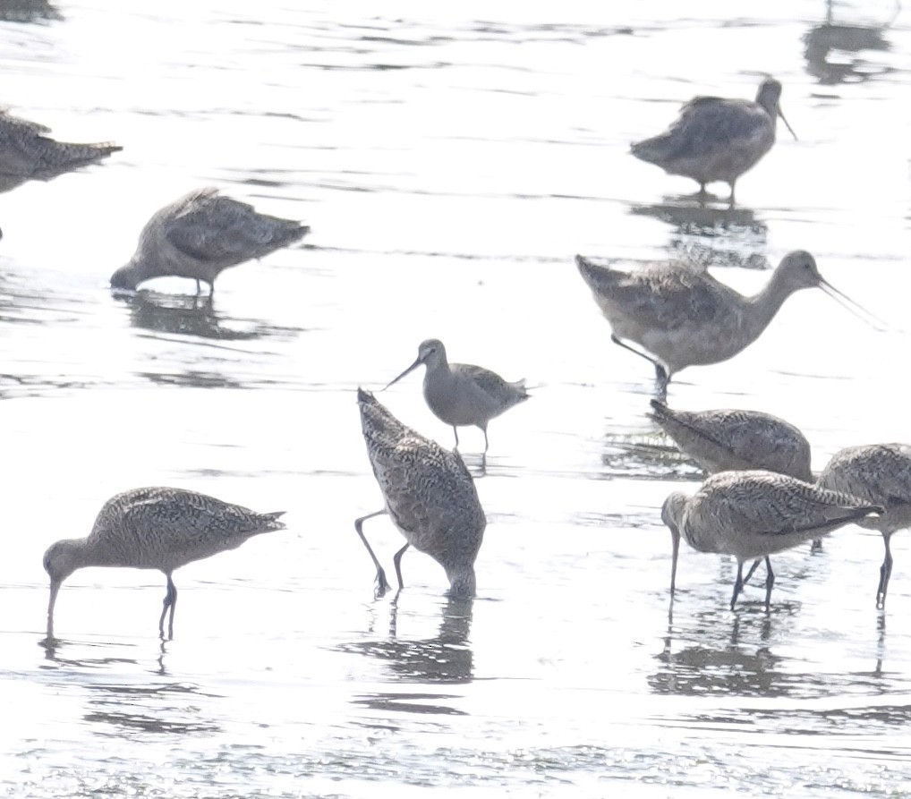eBird Checklist - 25 Aug 2023 - Tokeland marina - 23 species