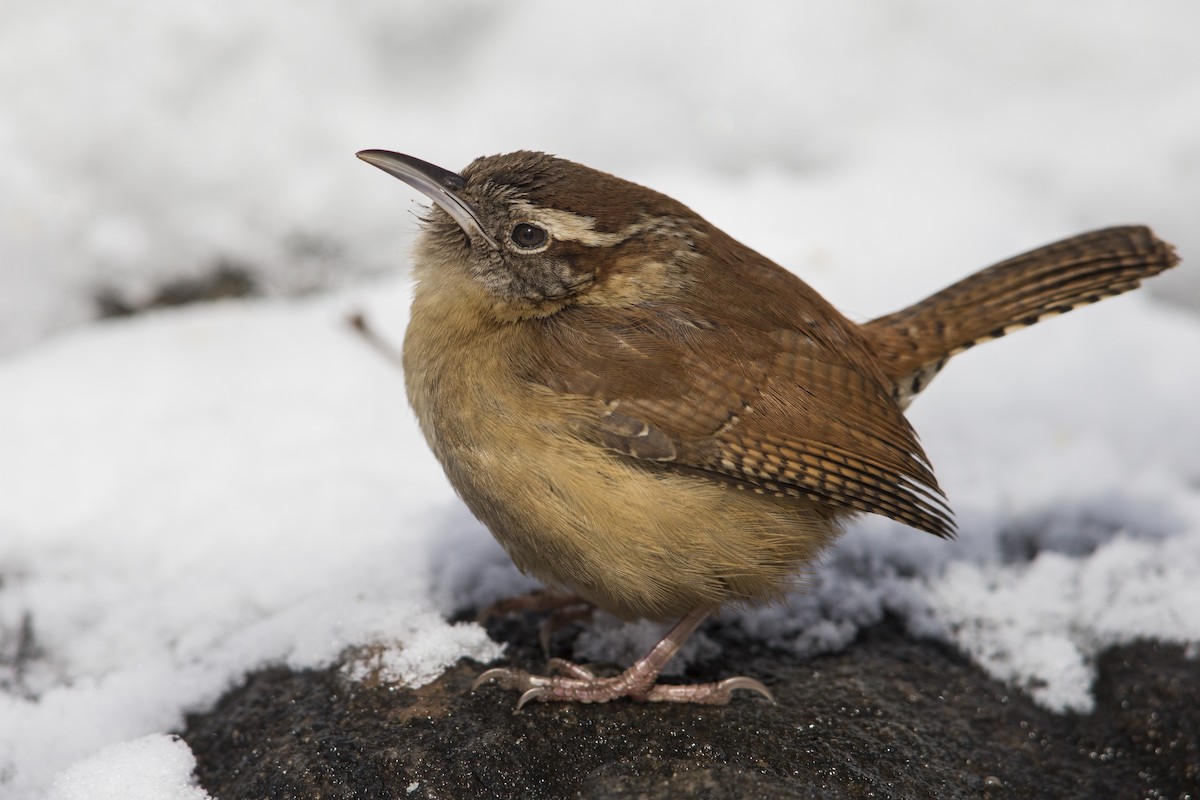 Winter Songs - New Hampshire eBird