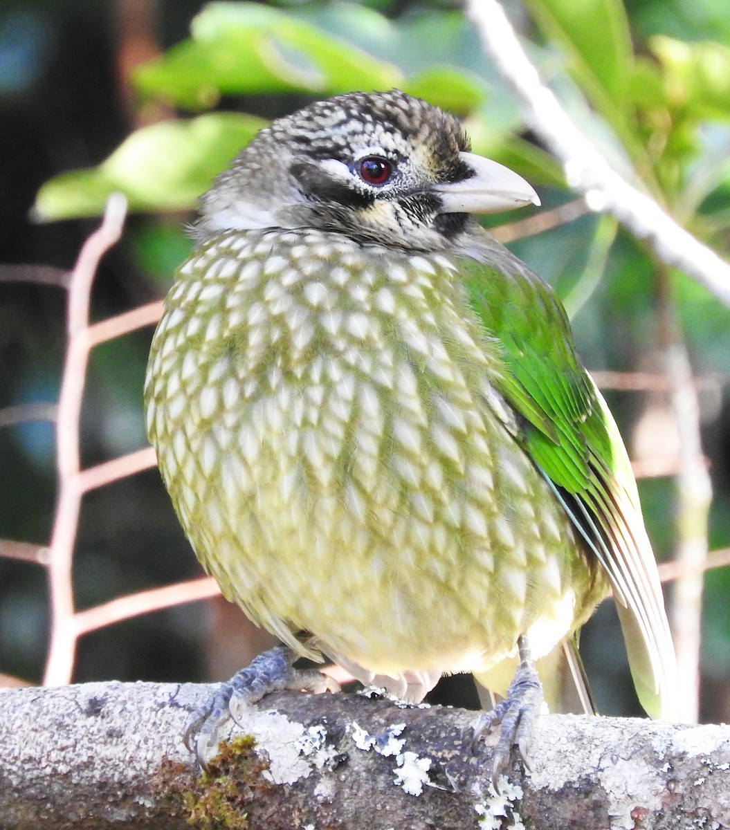 eBird Checklist - 10 Jun 2017 - Paluma Village - 19 species