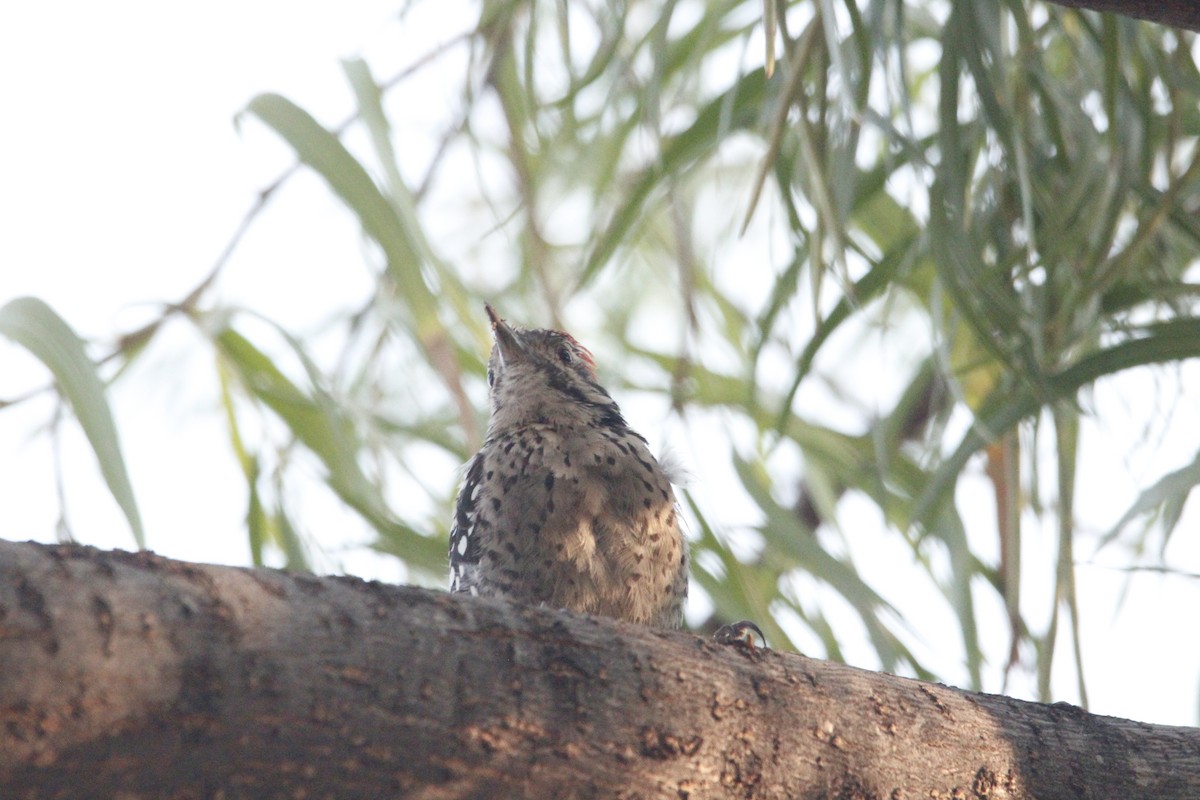 eBird Checklist - 25 Aug 2023 - Red Rock SP - 36 species