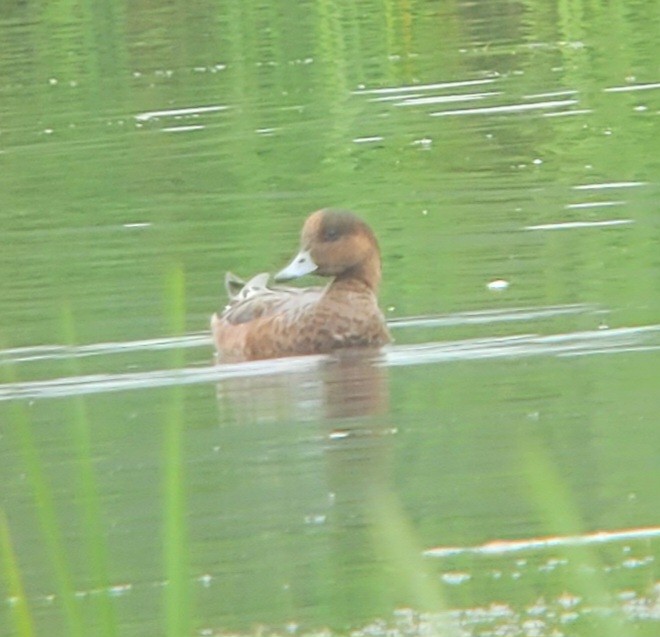 eBird Checklist - 25 Aug 2023 - RNF du Cap-Tourmente - 83 species (+7 ...