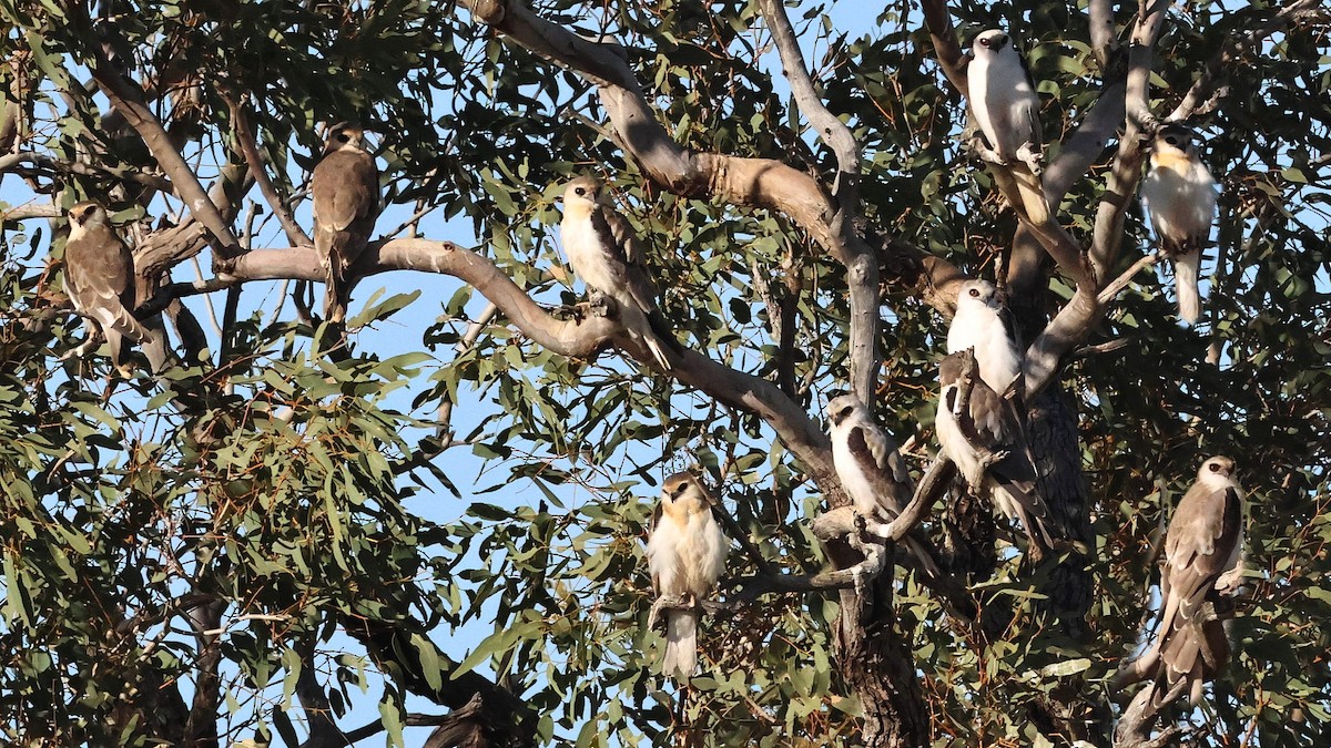 eBird Australia Checklist - 22 Aug 2023 - Georgina River crossing - 20 ...