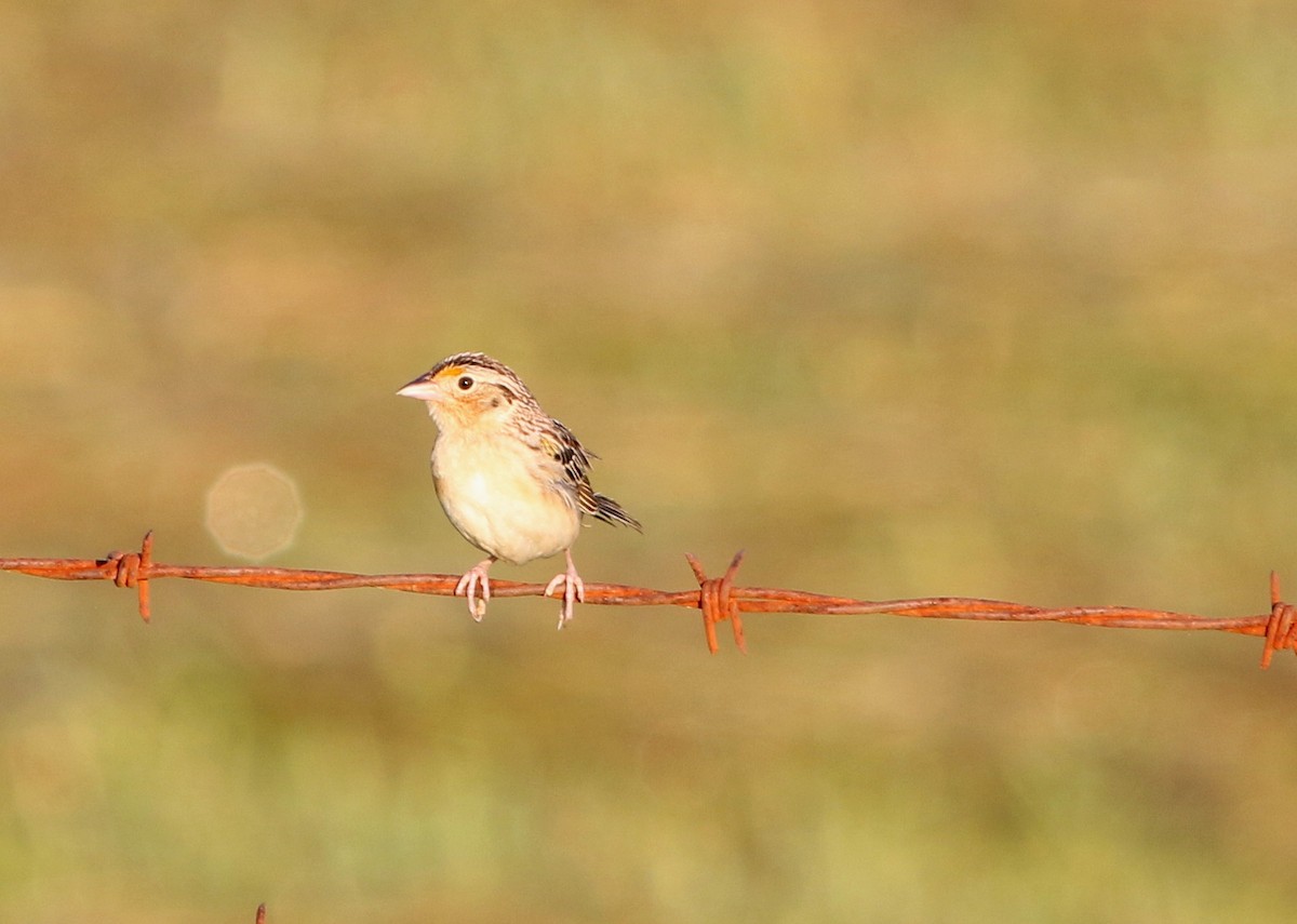 eBird Checklist - 10 Jun 2017 - Grasshopper Sparrow site - 1 species