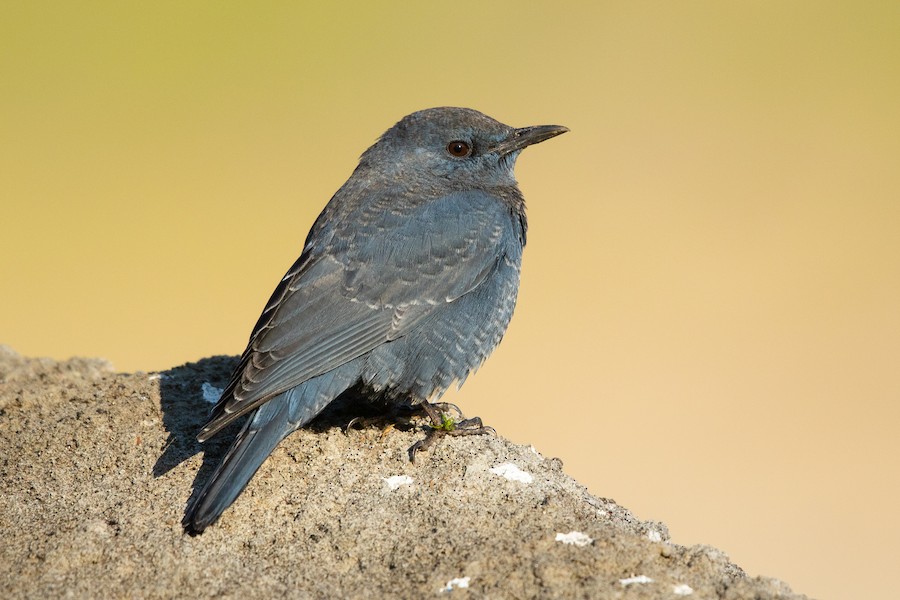 Blue Rock-Thrush (pandoo) - eBird