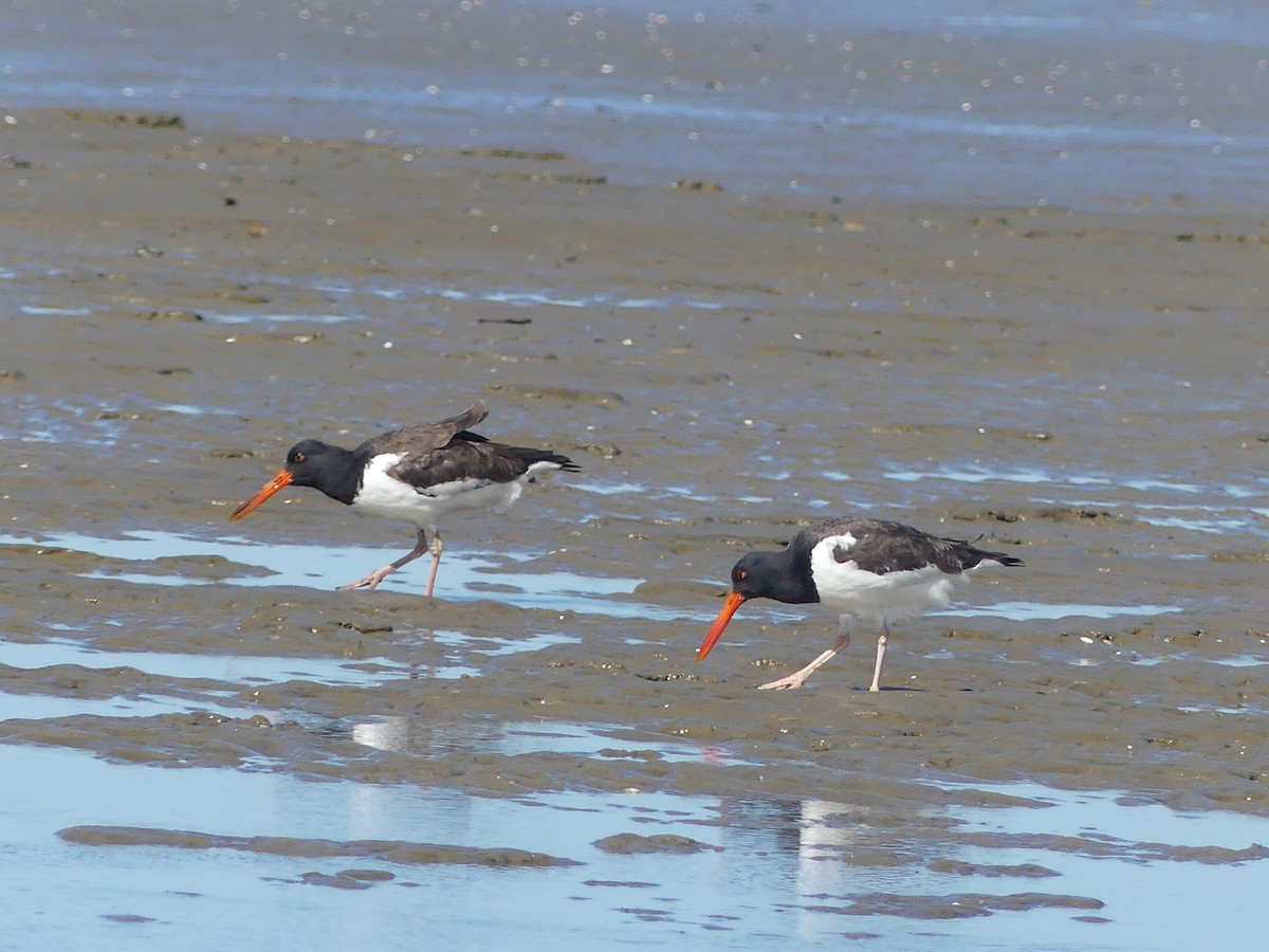 eBird Checklist - 25 Aug 2023 - Reserva Natural Playa Penino - 35 species