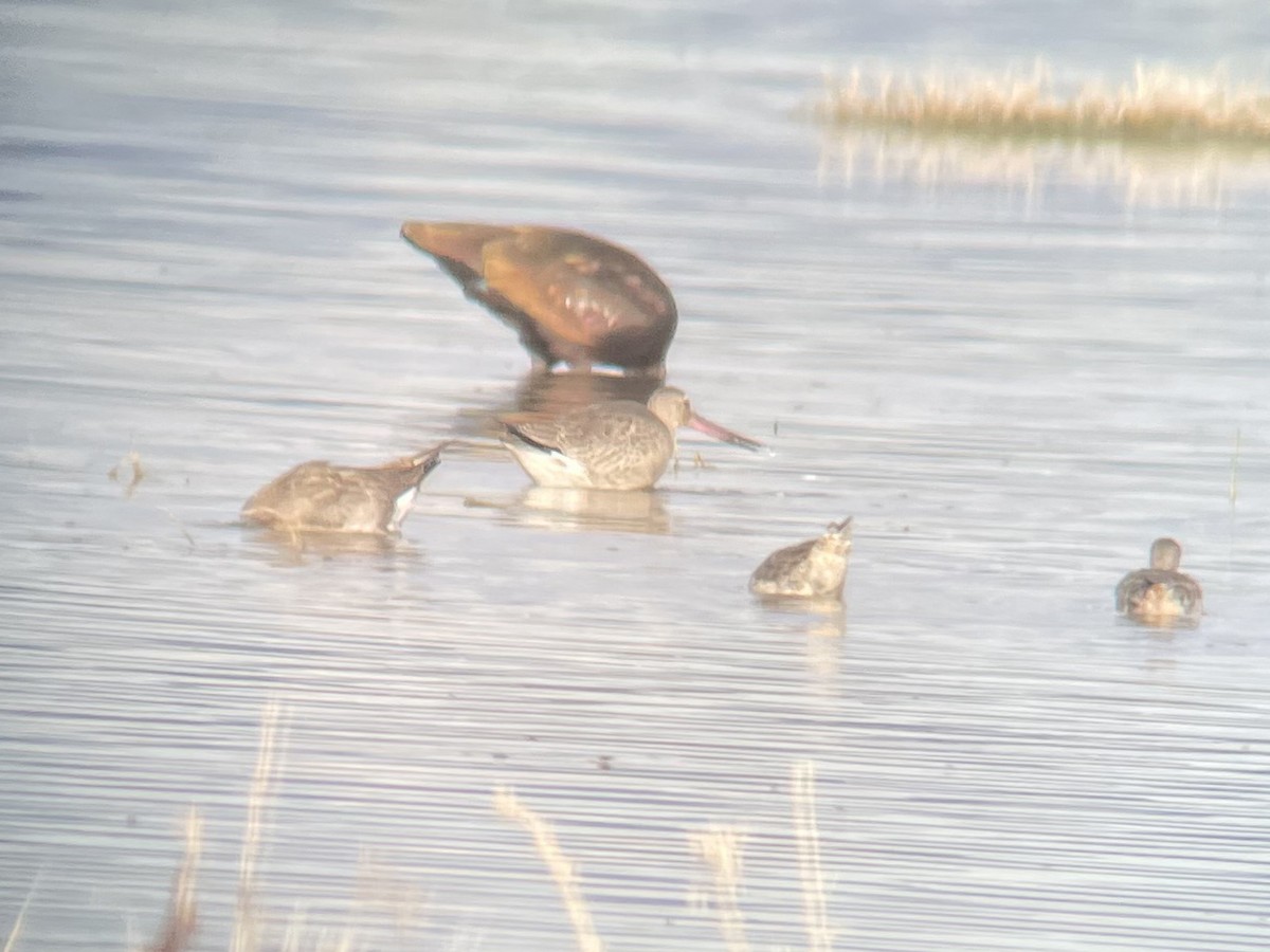 eBird Checklist - 24 Aug 2023 - Carson Lake - 10 species