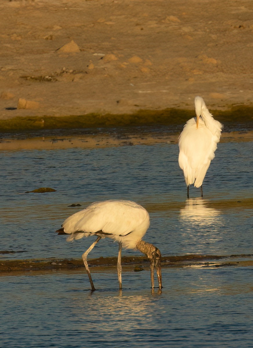 eBird Checklist - 25 Aug 2023 - Saticoy Spreading Ponds - 20 species ...