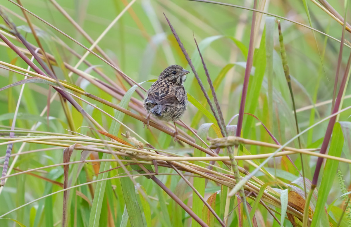 eBird Checklist - 24 Aug 2023 - Shawangunk Grasslands NWR - 19 species