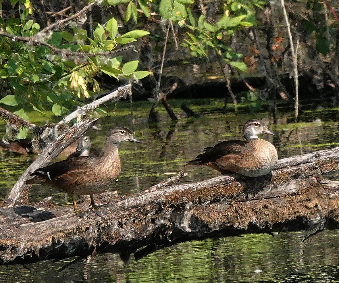 eBird Checklist - 24 Aug 2023 - Ridgefield NWR - 20 species