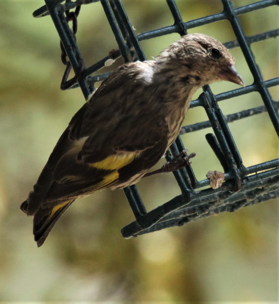 eBird Checklist - 25 Aug 2023 - Mule Pass Yard - 37 species