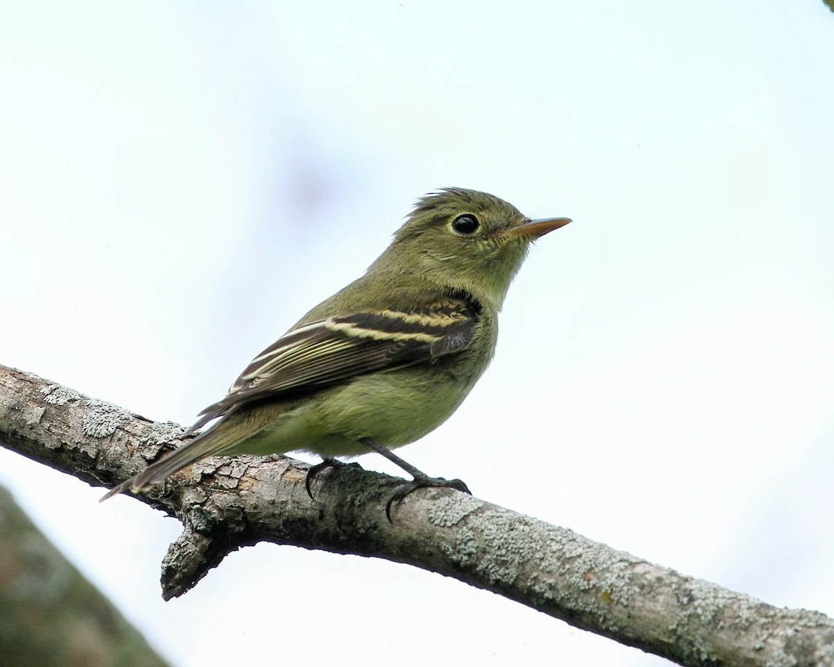 eBird Checklist - 26 Aug 2023 - Warnimont County Park (general) - 34 ...