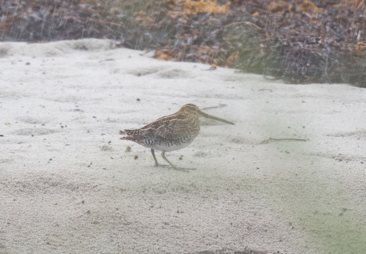 eBird Checklist - 26 Aug 2023 - Port La Tour--Fort Creek Park - 6 species