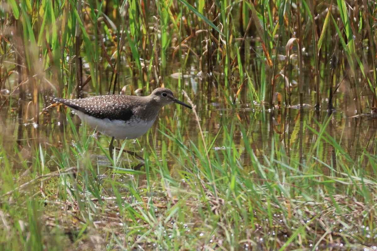 eBird Checklist - 26 Aug 2023 - Bond Brook Recreation Area - 36 species ...