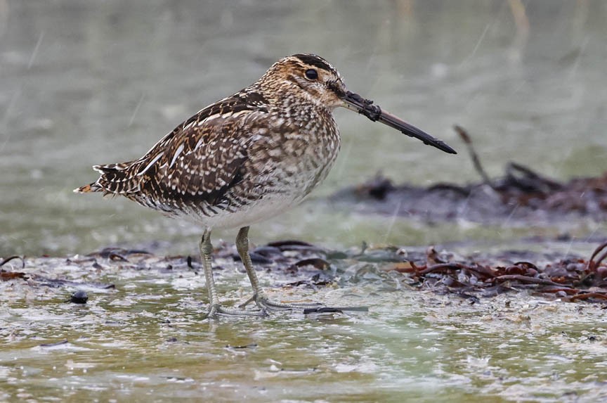 eBird Checklist - 26 Aug 2023 - Port La Tour--Fort Creek Park - 12 species