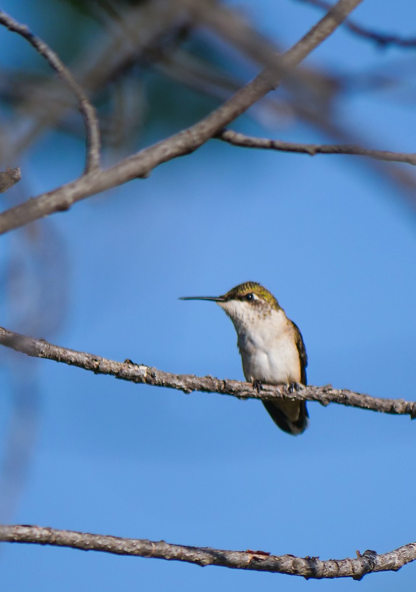 eBird Checklist - 26 Aug 2023 - Medicine Hat--Police Point Park - 44 ...