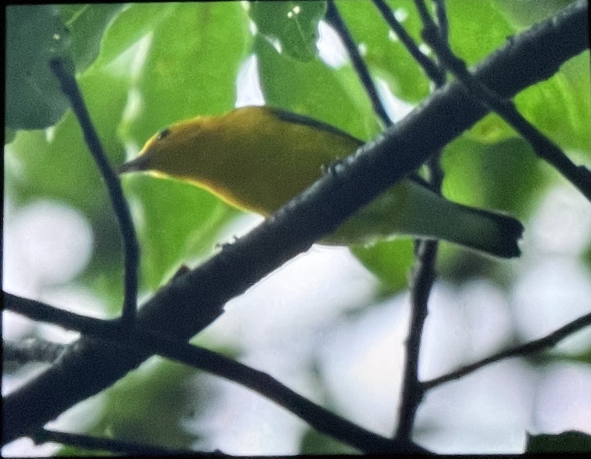 eBird Checklist - 26 Aug 2023 - Trustom Pond NWR - 52 species