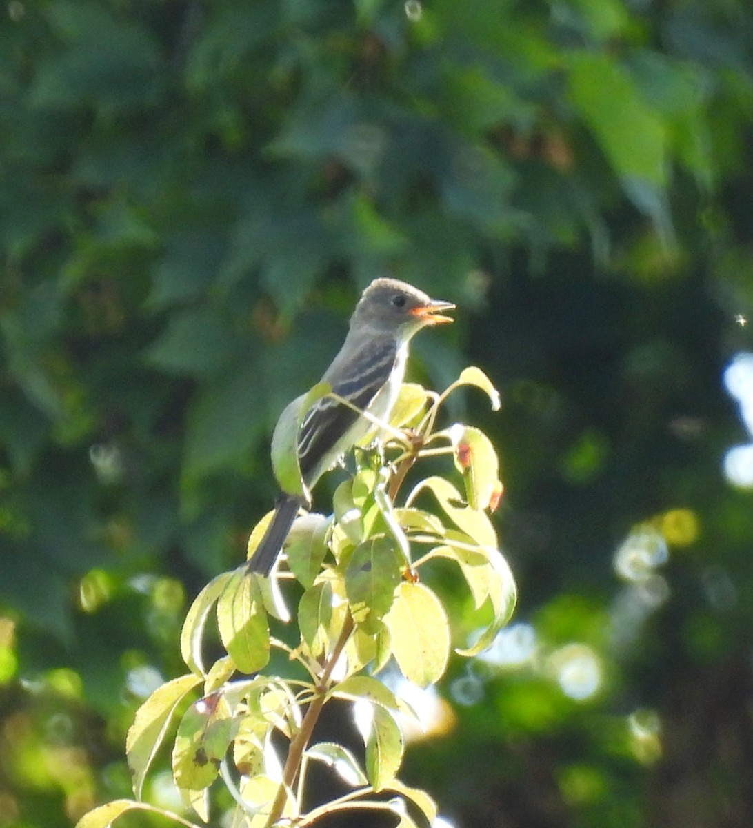 Mass Audubon eBird Checklist - 26 Aug 2023 - Museum of American Bird ...
