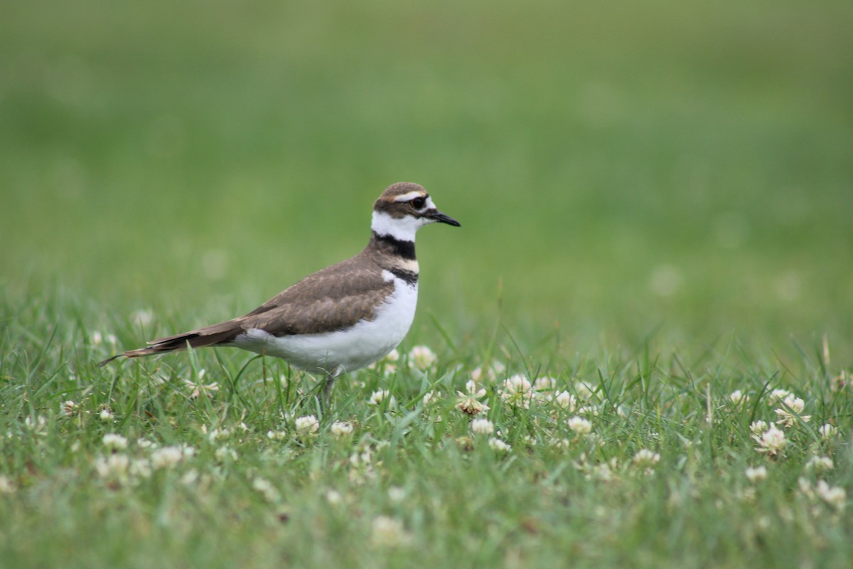 eBird Checklist - 26 Aug 2023 - Tawas Point SP - 28 species