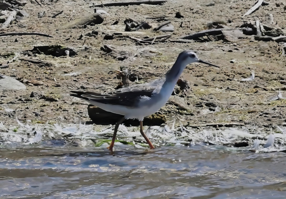 eBird Checklist - 26 Aug 2023 - Waddell SB - 5 species
