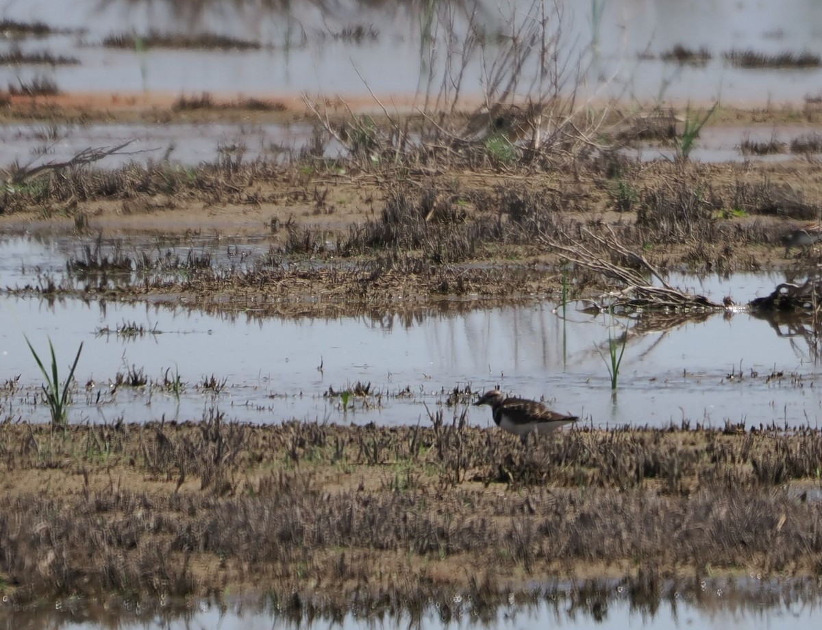 eBird Checklist - 26 Aug 2023 - Carson Lake - 41 species (+1 other taxa)