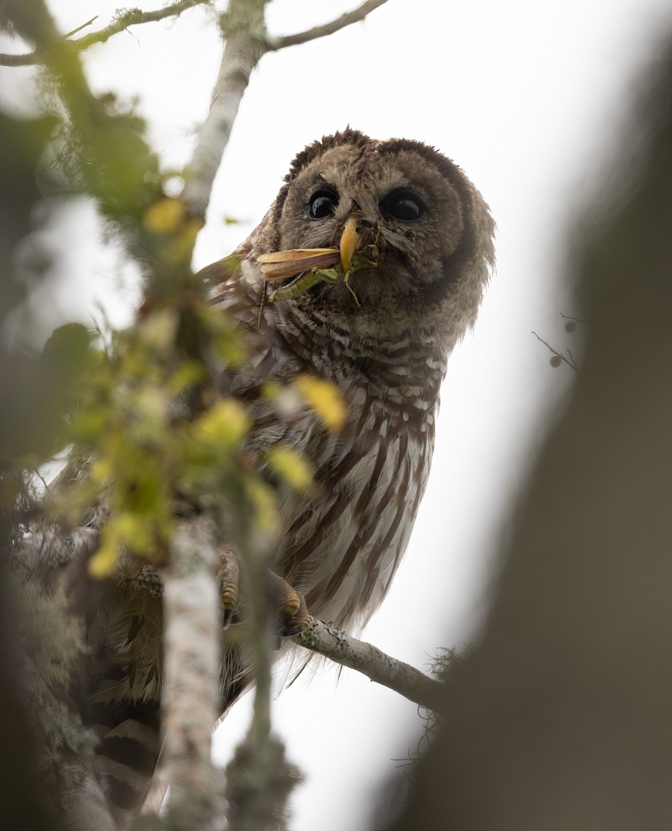 ML607398361 - Barred Owl - Macaulay Library