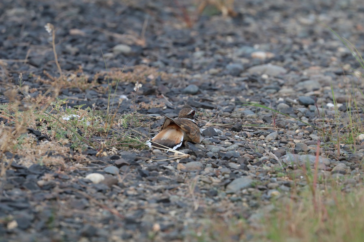 eBird Checklist - 10 Jun 2023 - Thermalito Afterbay--Tres Vias Rd. West ...