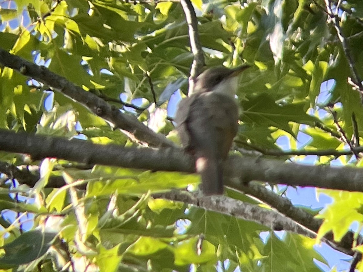 eBird Checklist - 27 Aug 2023 - Bender Park - 57 species