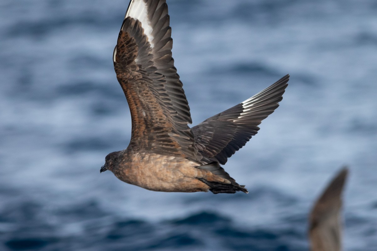 eBird Checklist - 26 Aug 2023 - Quintero--Pelágico - 22 species