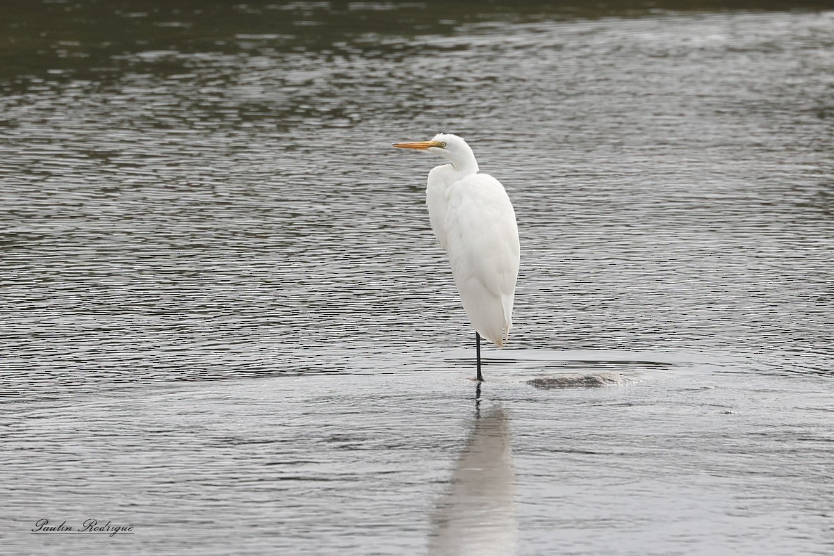 eBird Checklist - 26 Aug 2023 - Halte routière, St-Lambert-de-Lauzon ...