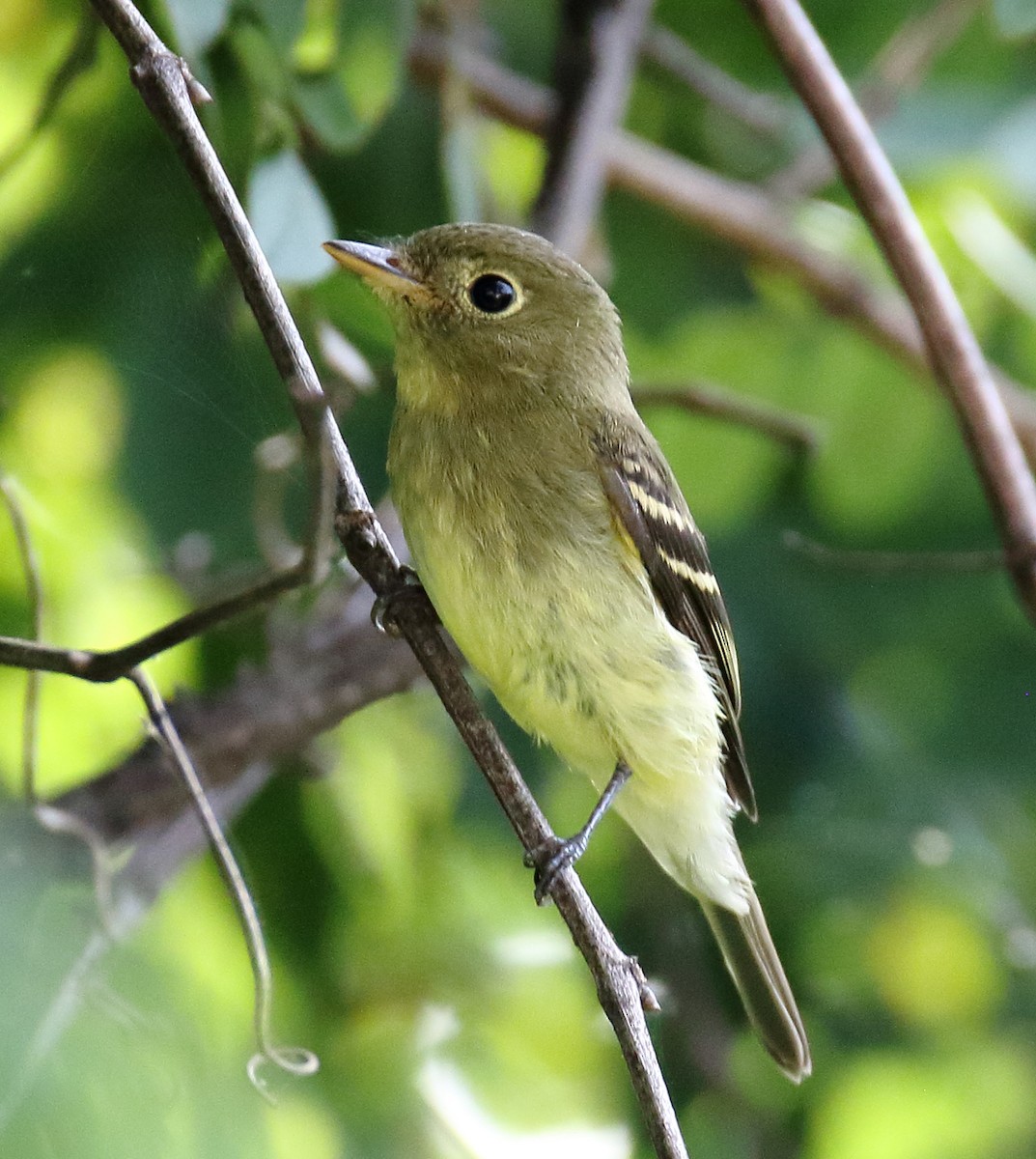 eBird Checklist - 27 Aug 2023 - Susquehanna SP--Steppingstone Farm Museum - 33 species