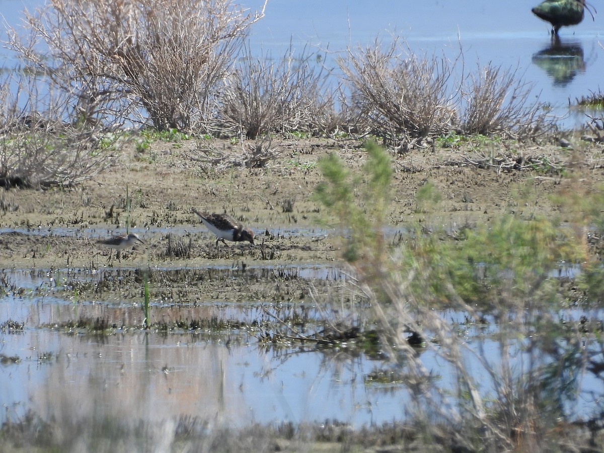 eBird Checklist - 26 Aug 2023 - Carson Lake - 51 species (+4 other taxa)