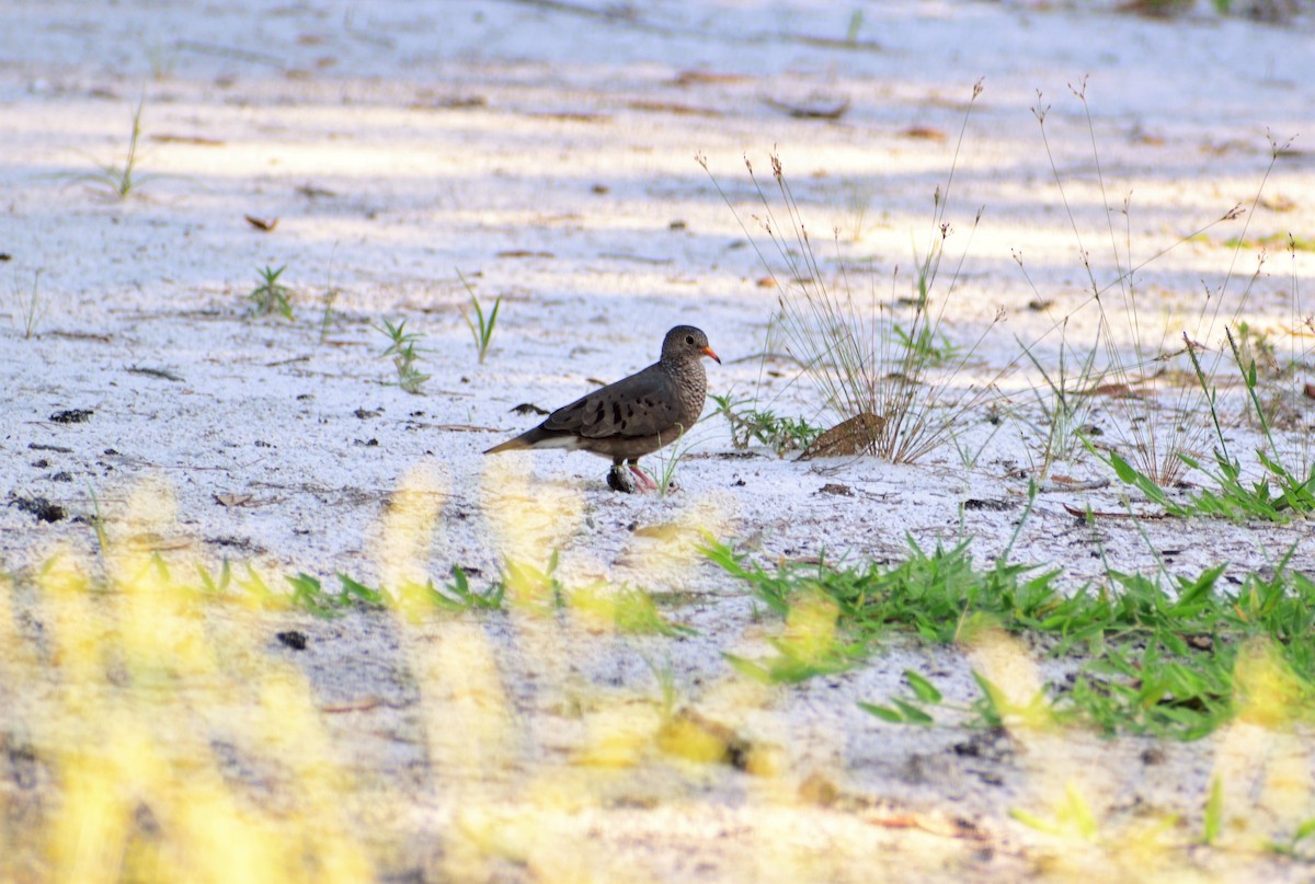 eBird Checklist - 27 Aug 2023 - Hunters Lake - 16 species