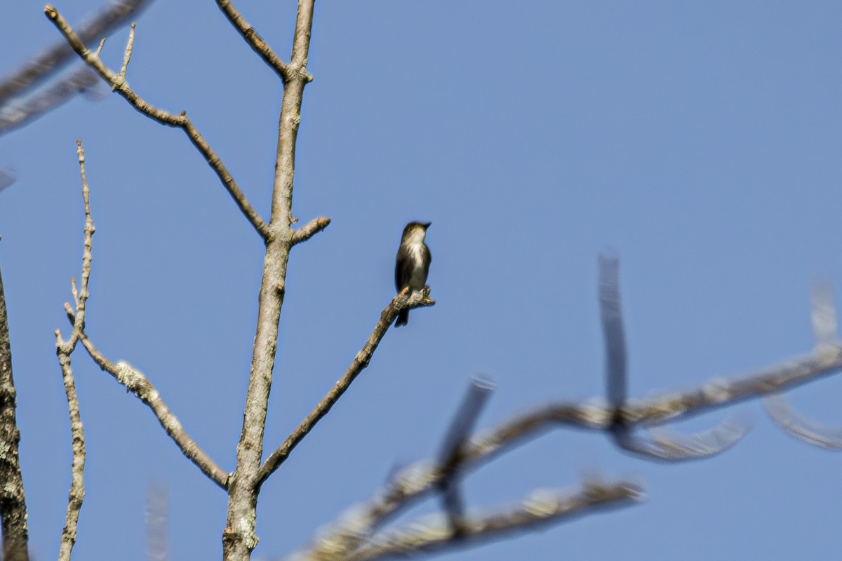 eBird Checklist - 27 Aug 2023 - Angora Fruit Farm - 9 species
