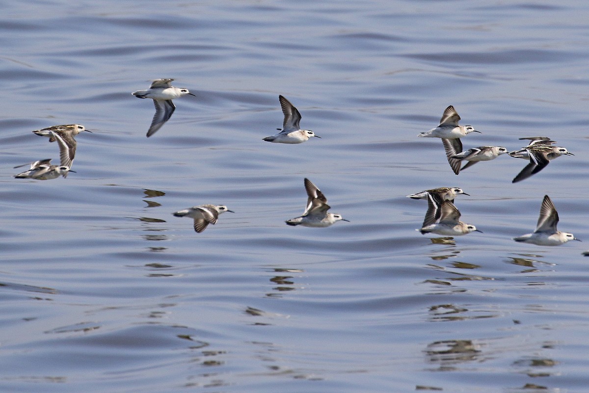 eBird Checklist - 27 Aug 2023 - Salinas River NWR - 42 species