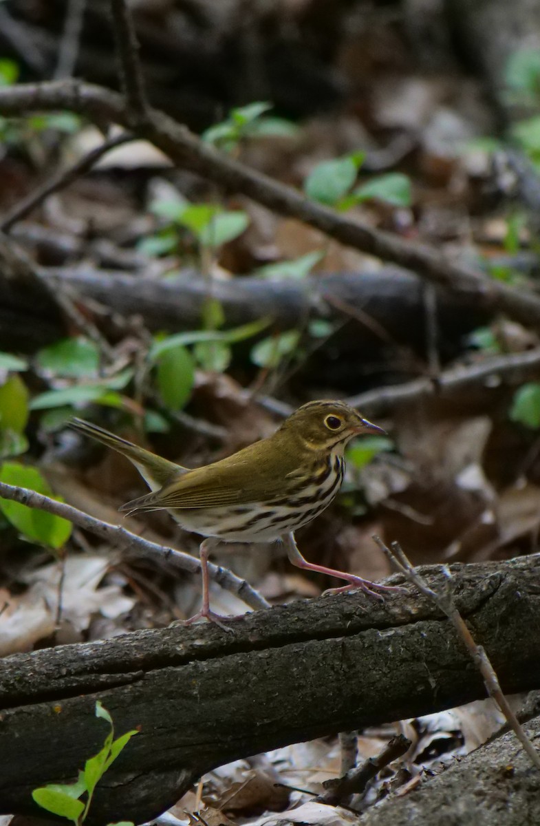 eBird Checklist - 27 Aug 2023 - Medicine Hat--Police Point Park - 59 ...