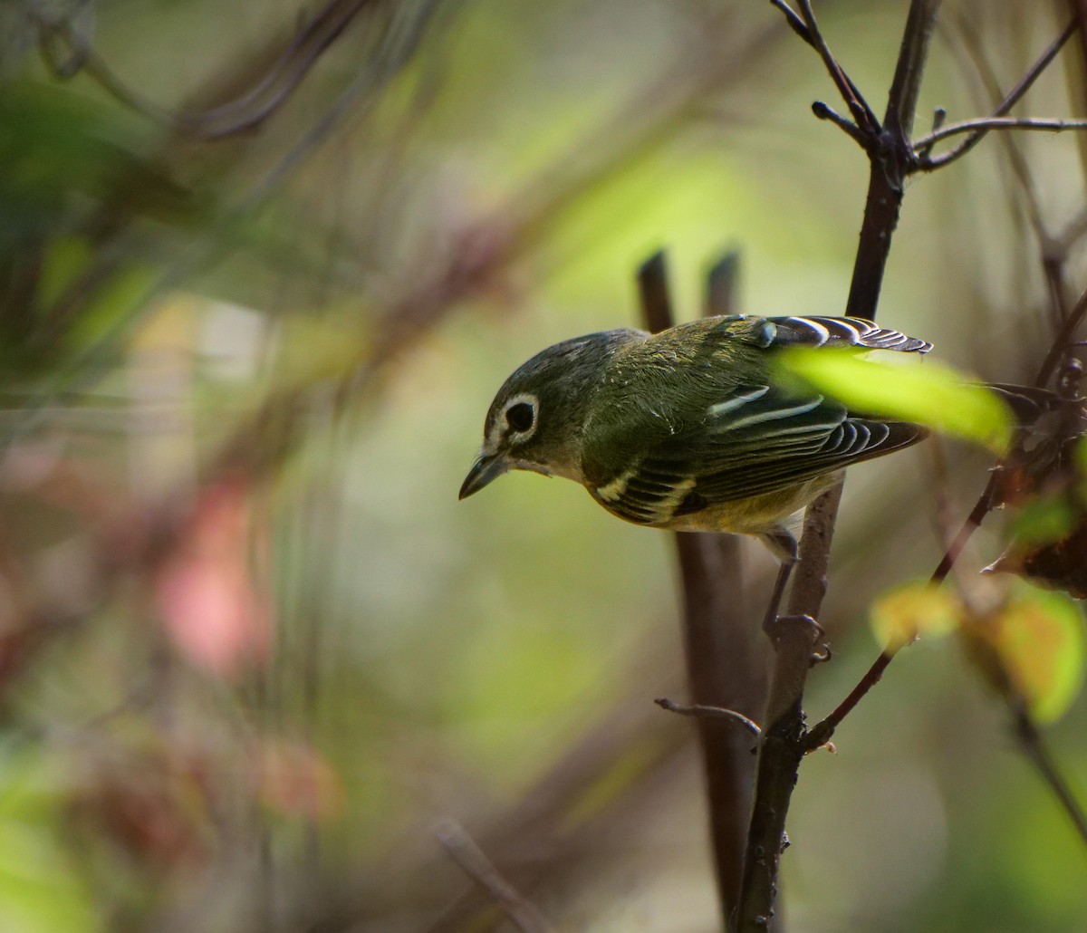 eBird Checklist - 27 Aug 2023 - Medicine Hat--Police Point Park - 59 ...