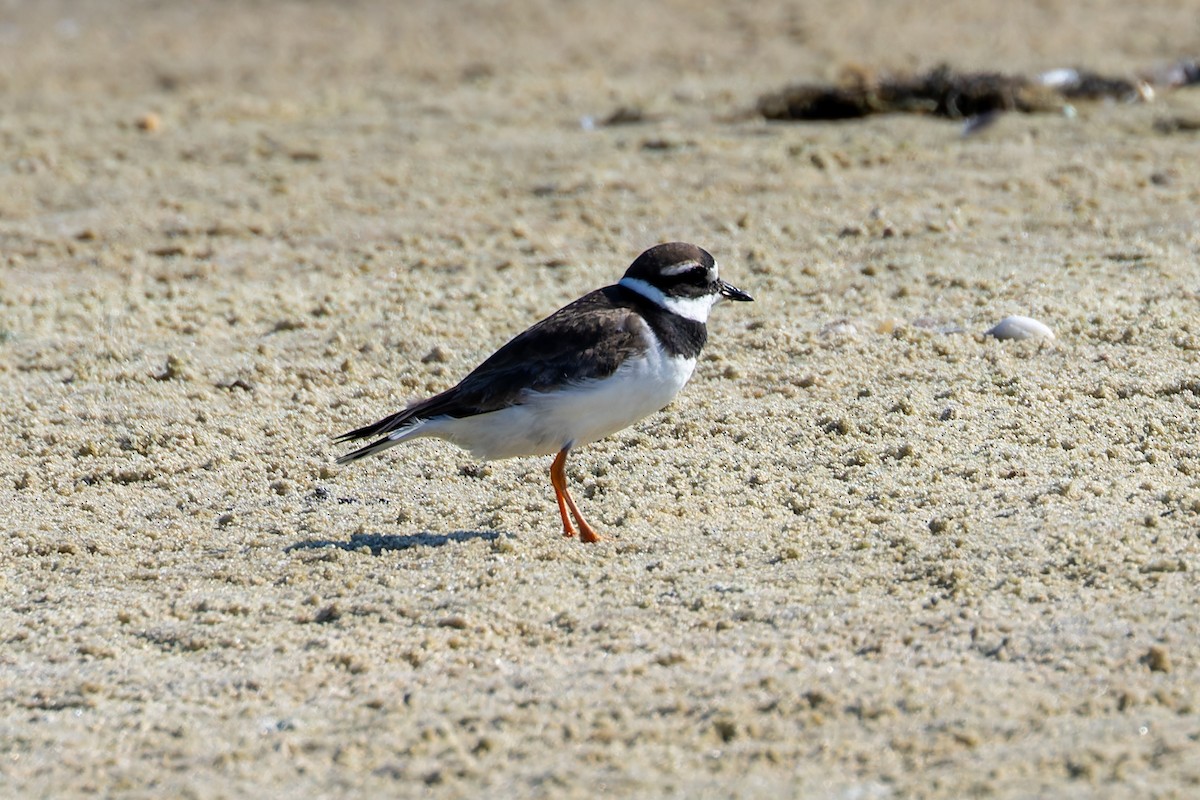New York Breeding Bird Atlas Checklist - 27 Aug 2023 - Fire Island--Old ...