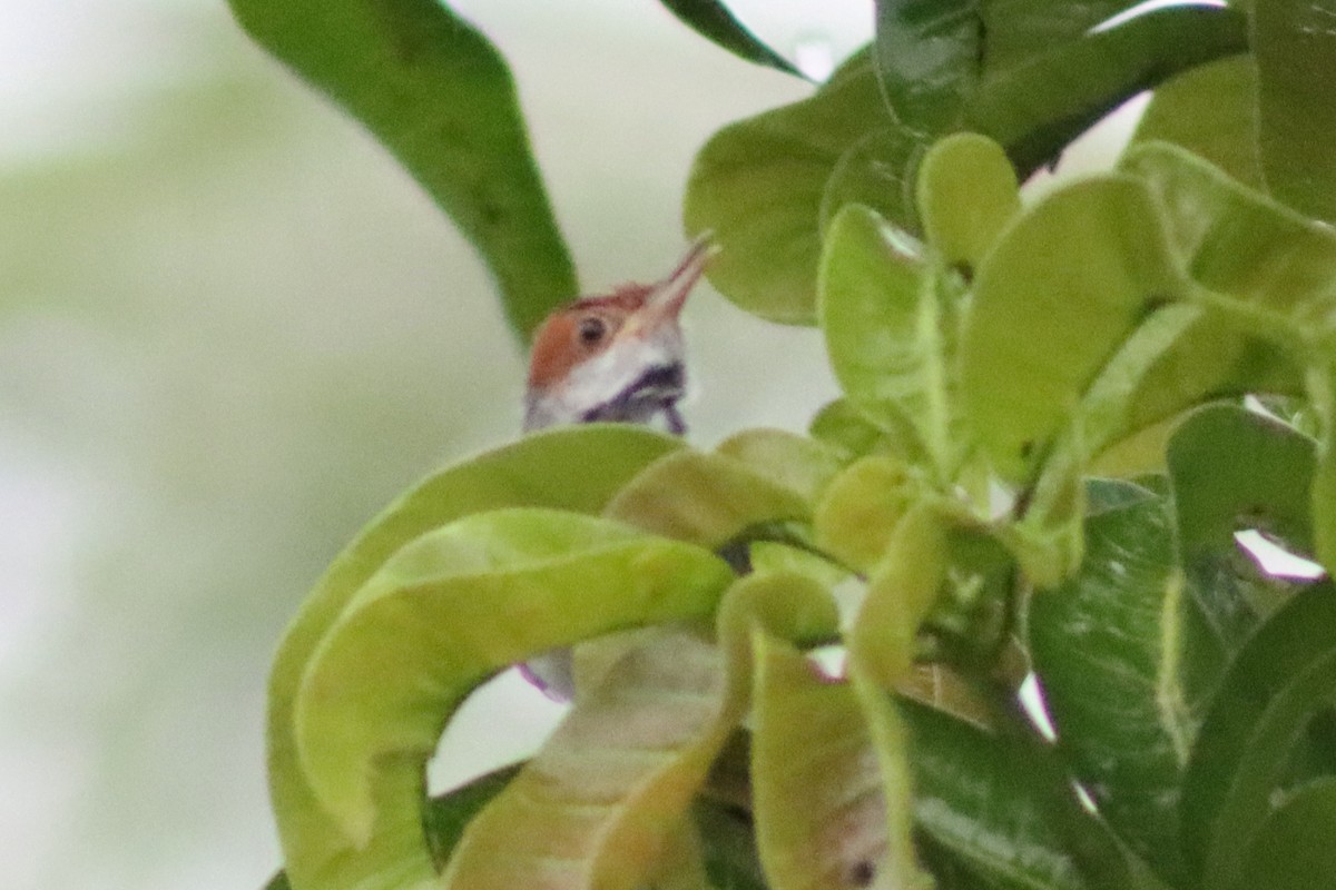 eBird Checklist - 28 Aug 2023 - Lag-asan, Bago City - 8 species (+1 ...